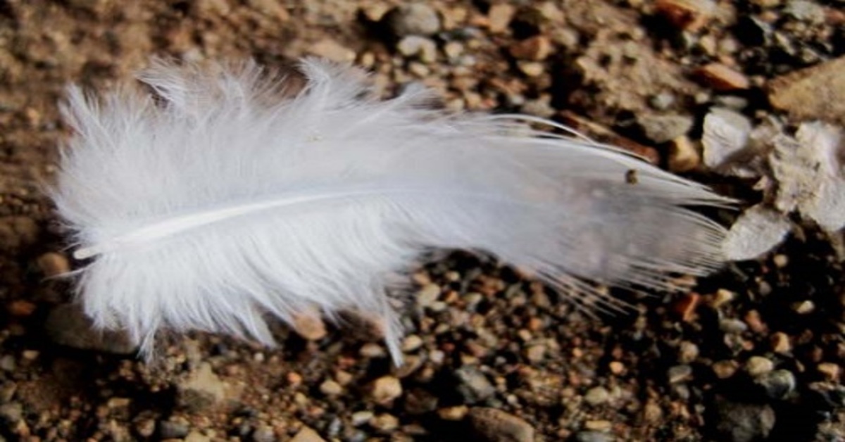 Plunksna ant drabužių: ką tai reiškia? | Hitas.lt