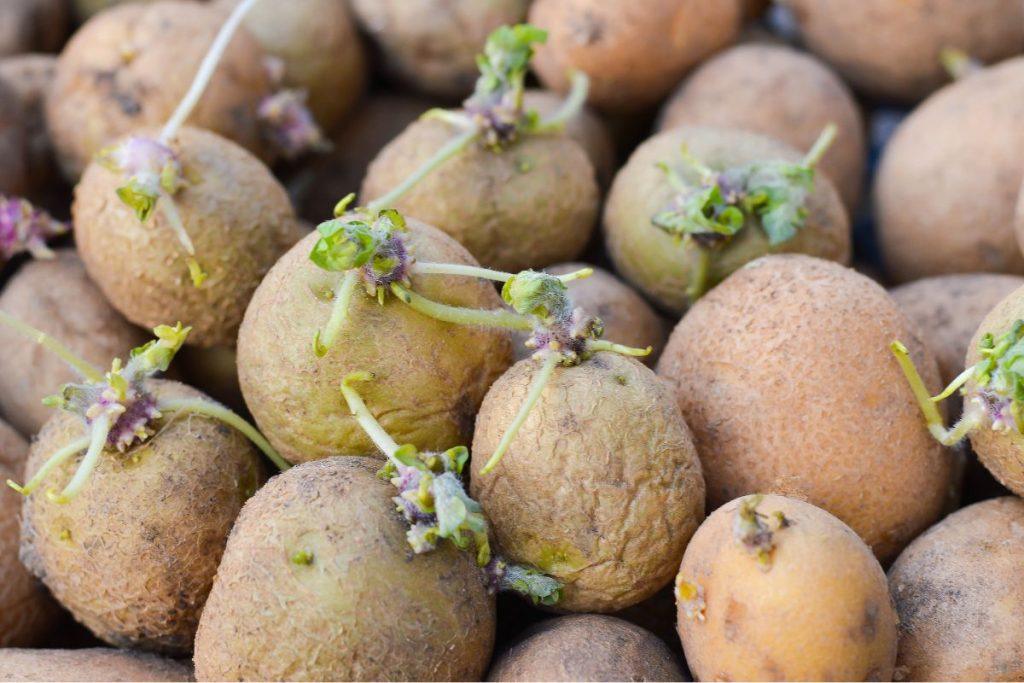 Niekada nepatikėsite, kas nutiks, jei valgysite sudygusias bulves